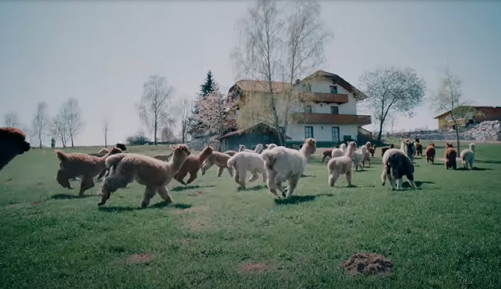 Waar wacht je nog op? Hier kun je overnachten tussen 100+ Alpaca's!
