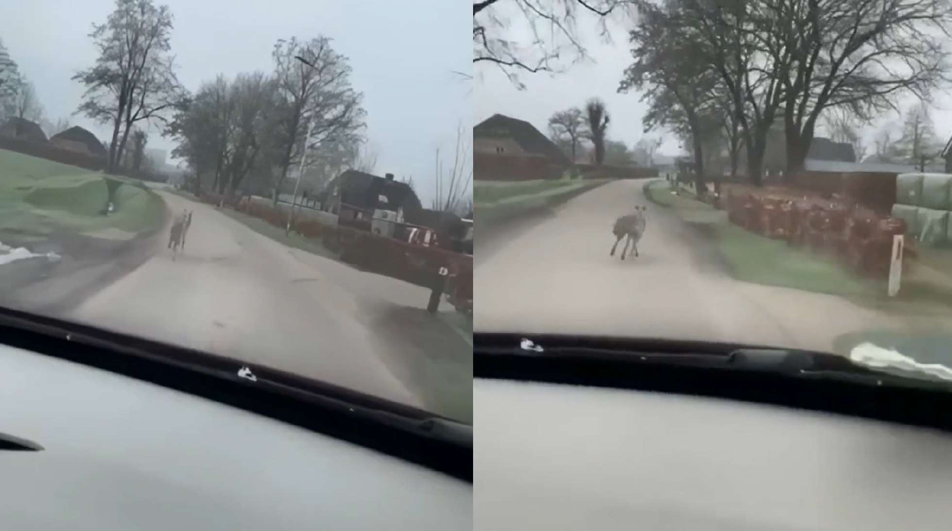 Automobilist in Gelderland jaagt op wolven met zijn auto, beelden ...